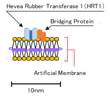 Sumitomo researchers shed new light on natural rubber biosynthesis ...